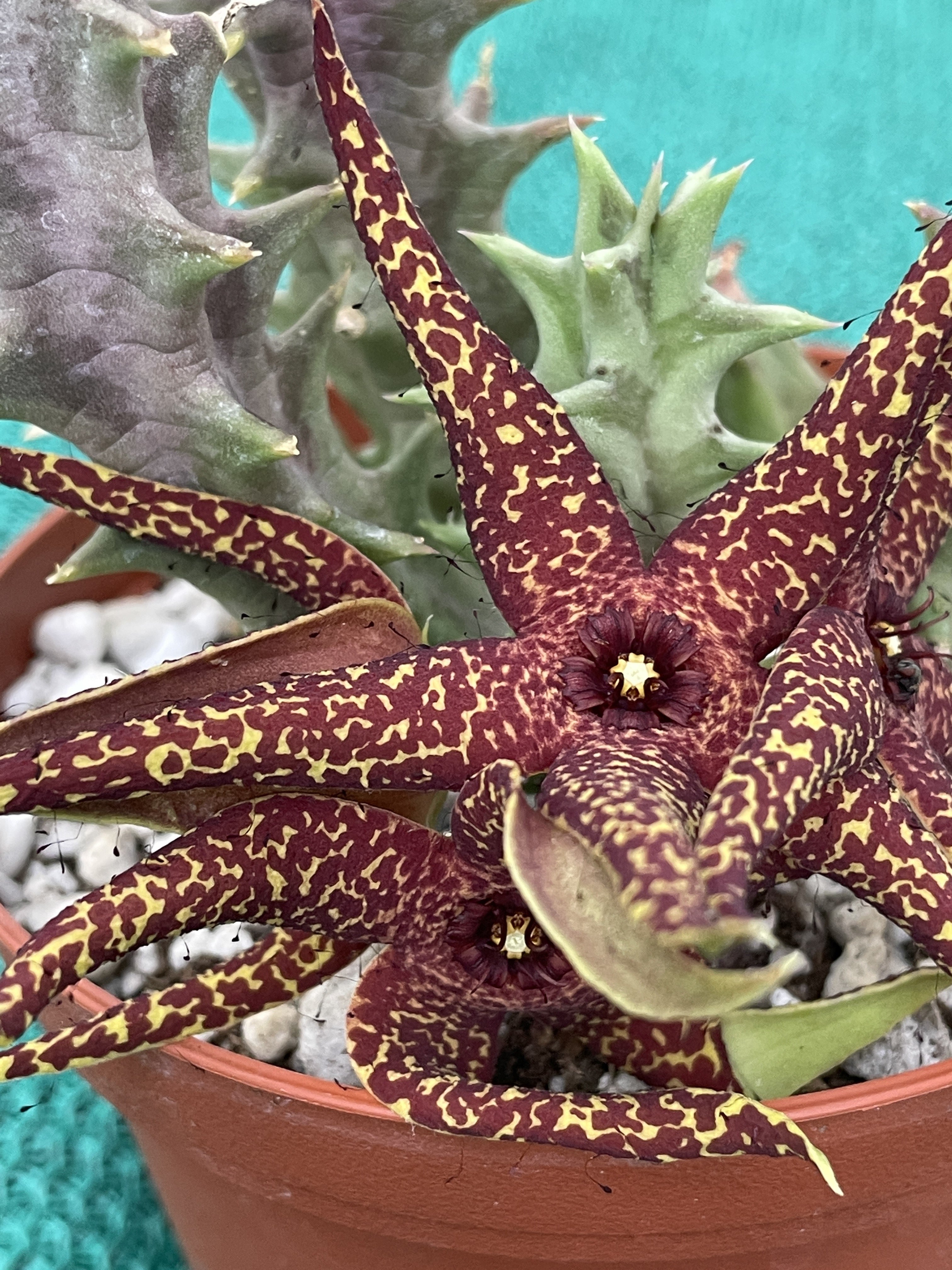Stapeliads – Pachyfolia Plants