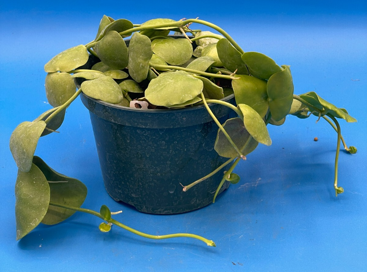 Dischidia Platyphylla Ships With 5.5” Pot - Well Rooted and Super Heal ...