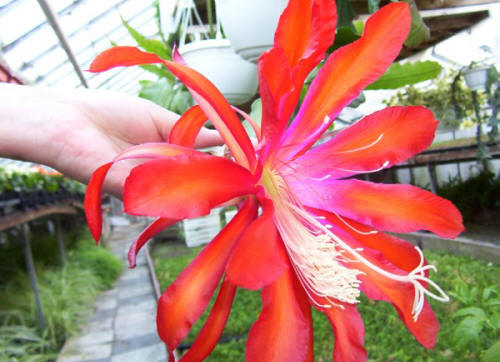 Epiphyllum Hybrid 'Flamboyant Jeff' 3" Starter Pot - Fully-Rooted ...