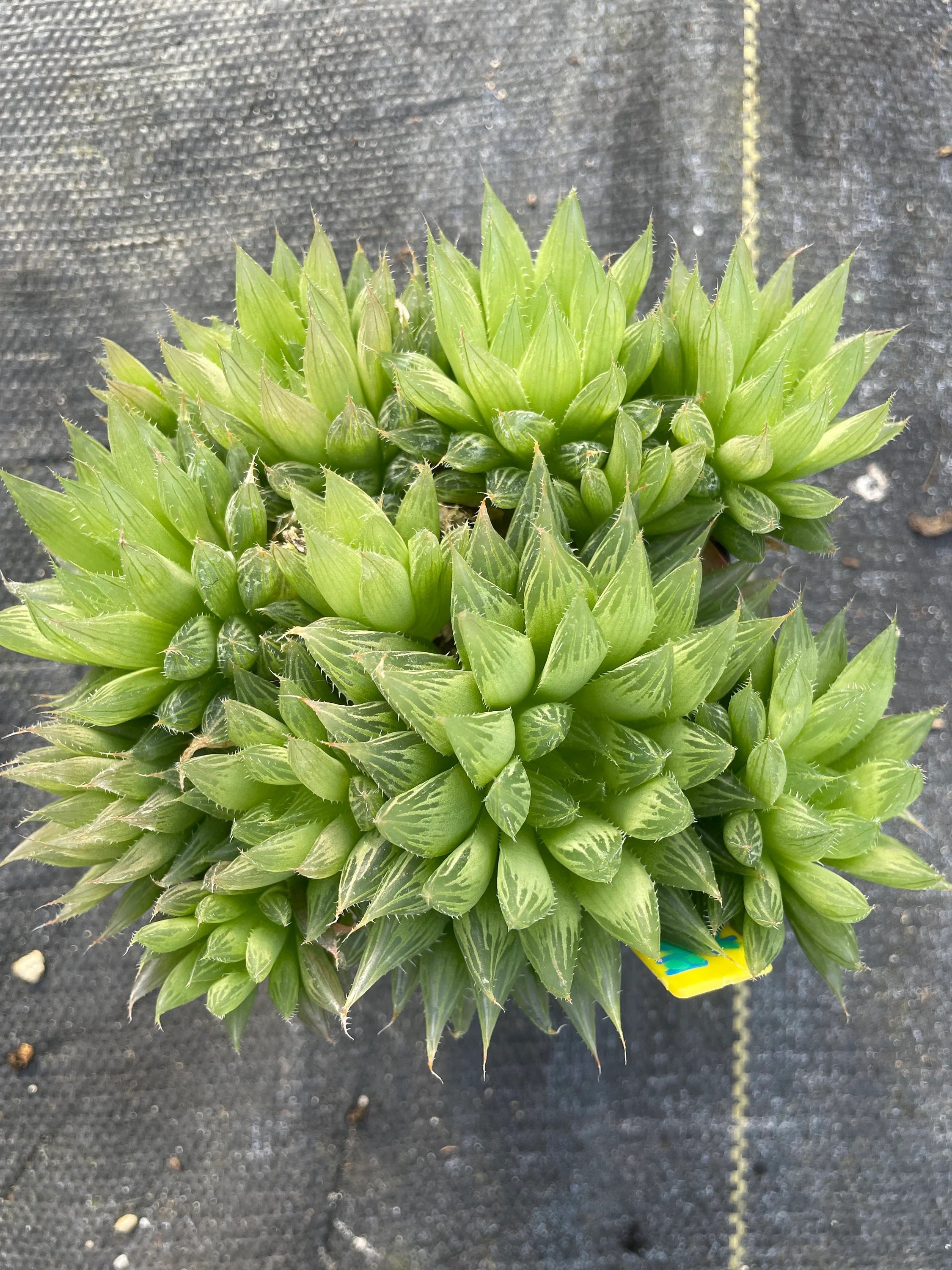 Haworthia Cooperi var Cooperi Haworthia Vittata - Multiple Heads , Hug ...