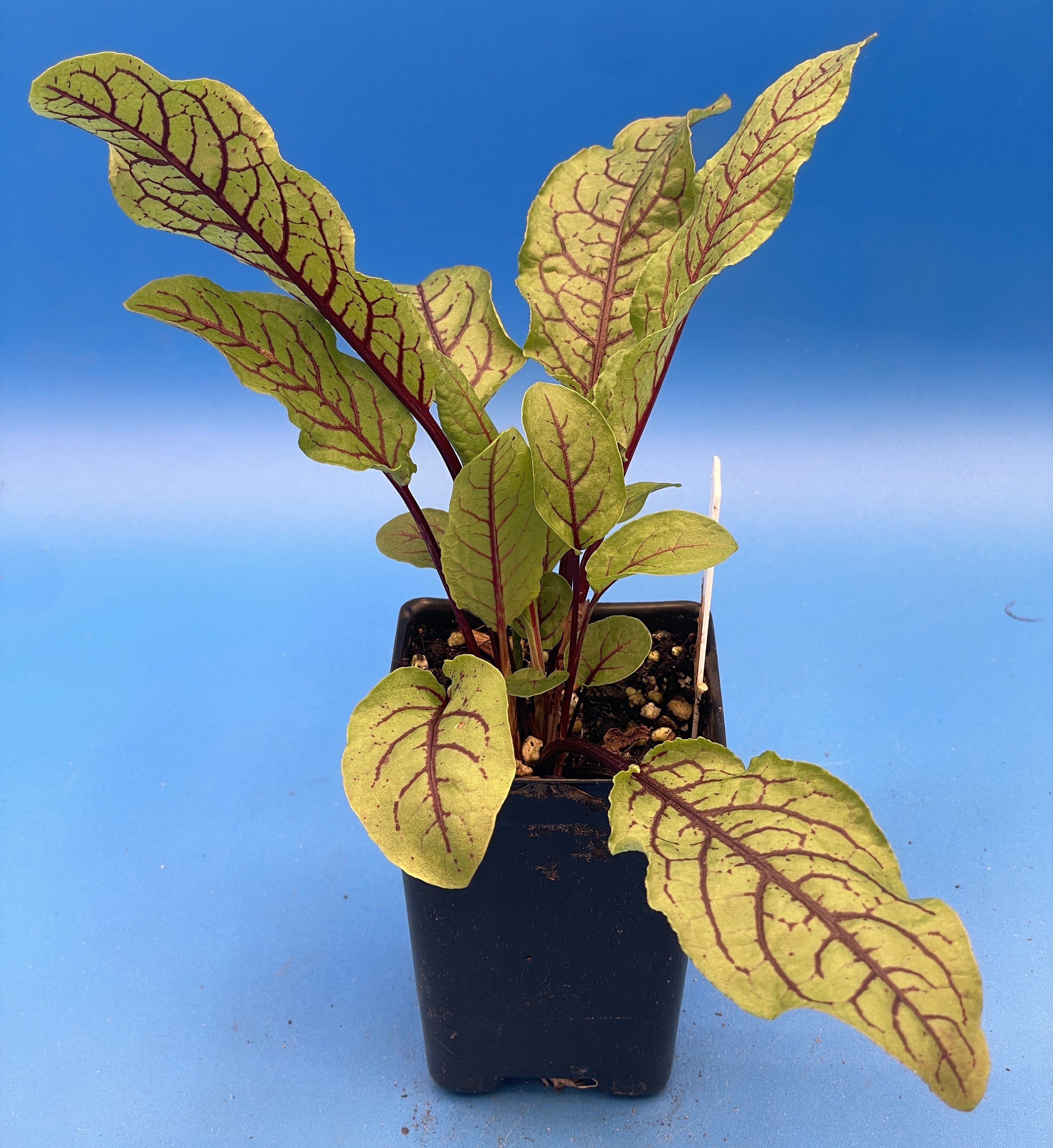Red Veined Sorrel Starter Plant - Rumex sanguineus - Bloody Dock - No ...