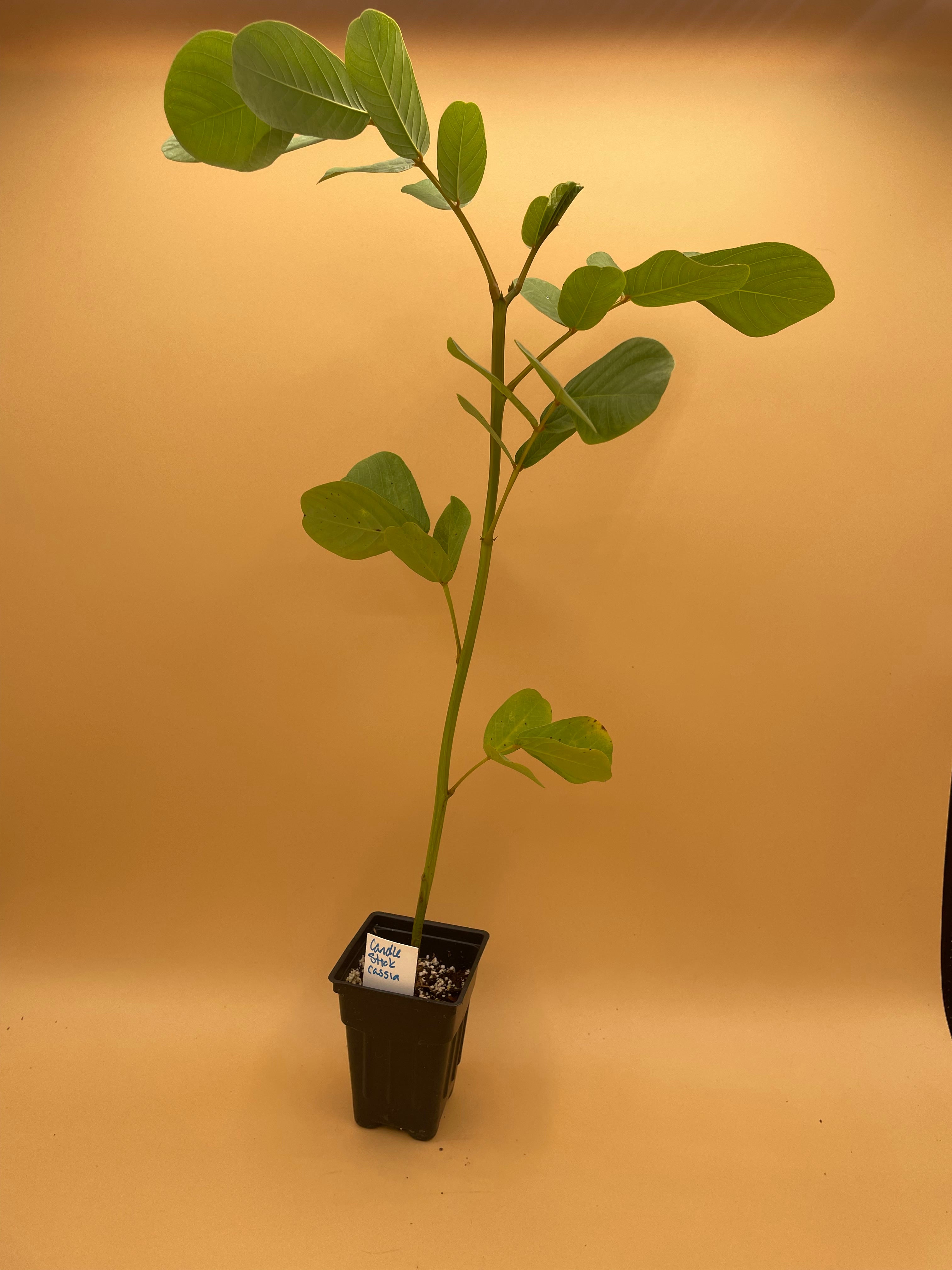 Cassia, Candlestick 3" Starter Plant - Senna Alata - Amazing Blooms ...