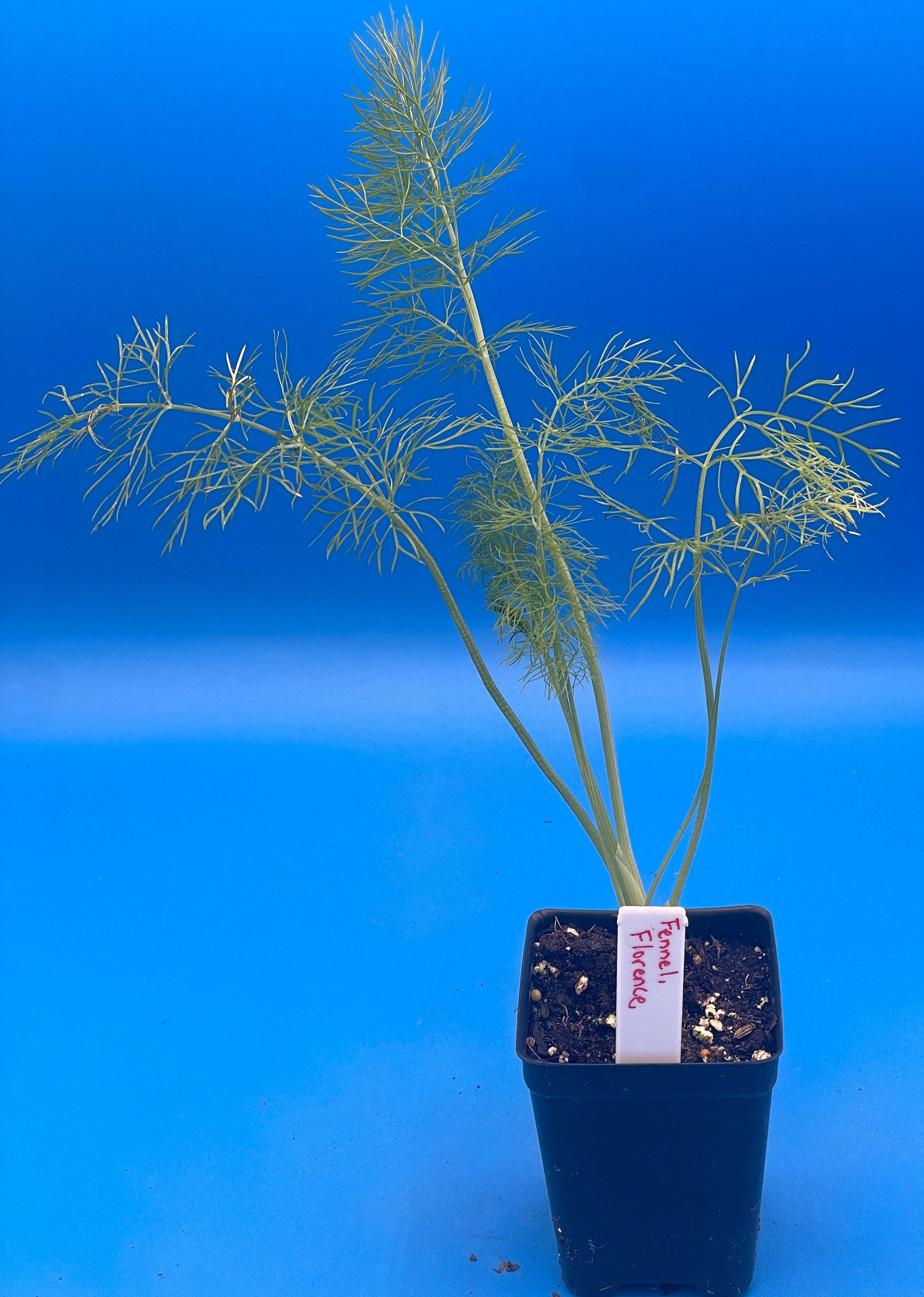 Fennel, Florence Starter Plant - Foeniculum Vulgare - No Shipping To C ...