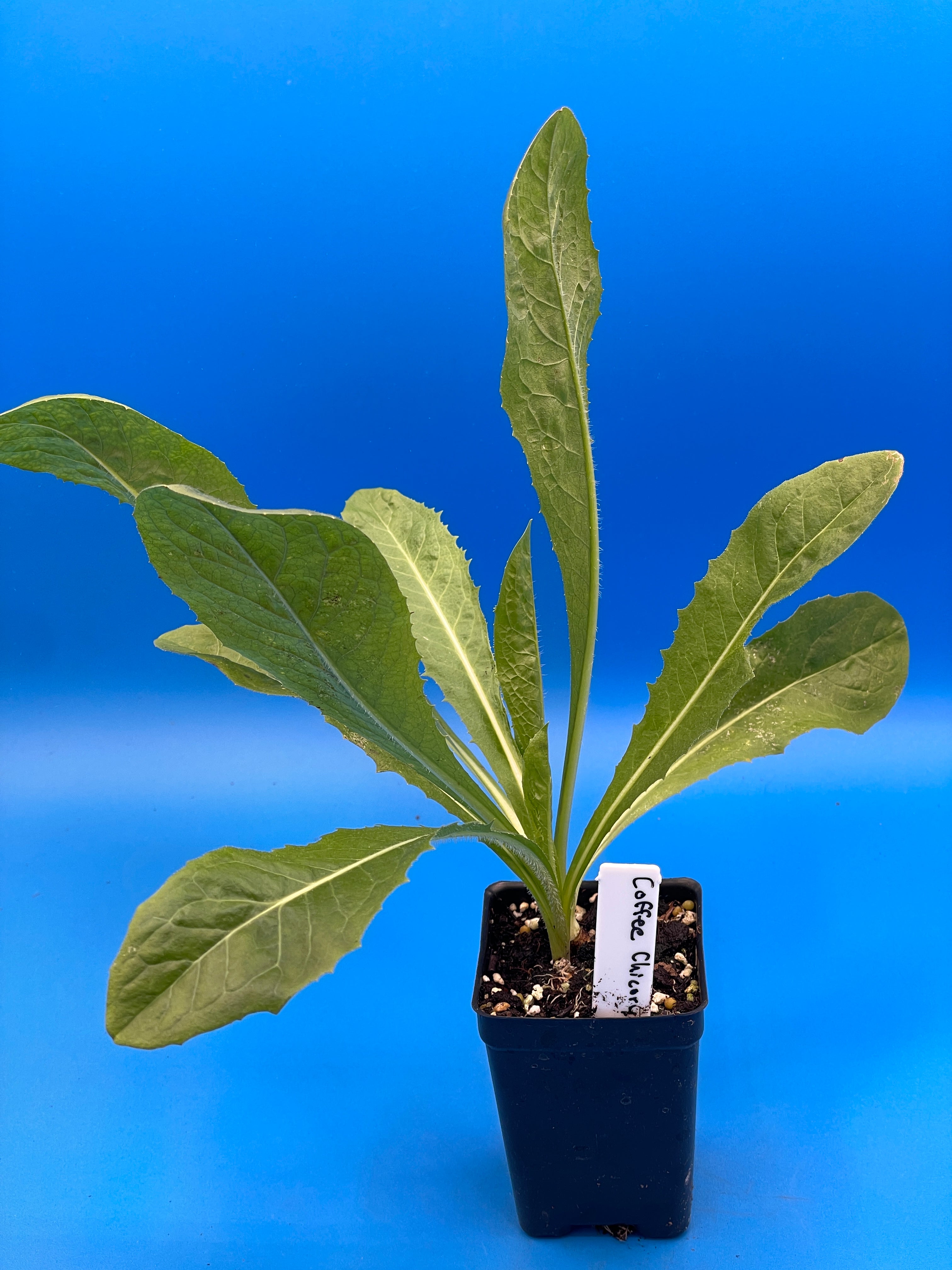 Coffee Chicory - Magdeburg Chicory Starter Plant - Cichorium intybus ...