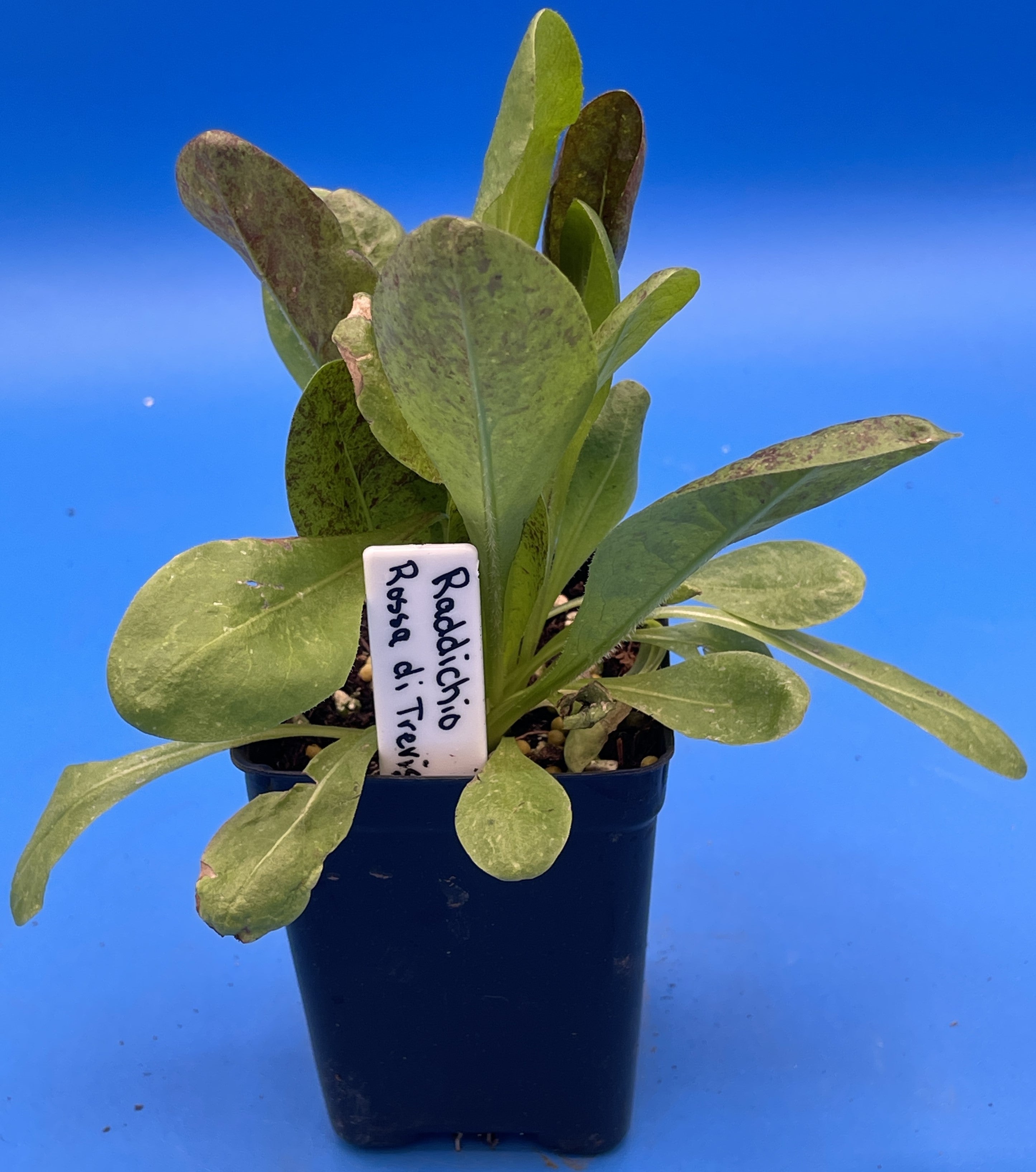 Radicchio Rossa Di Treviso Starter Plant - Cichorium Intybus Var. Foli ...