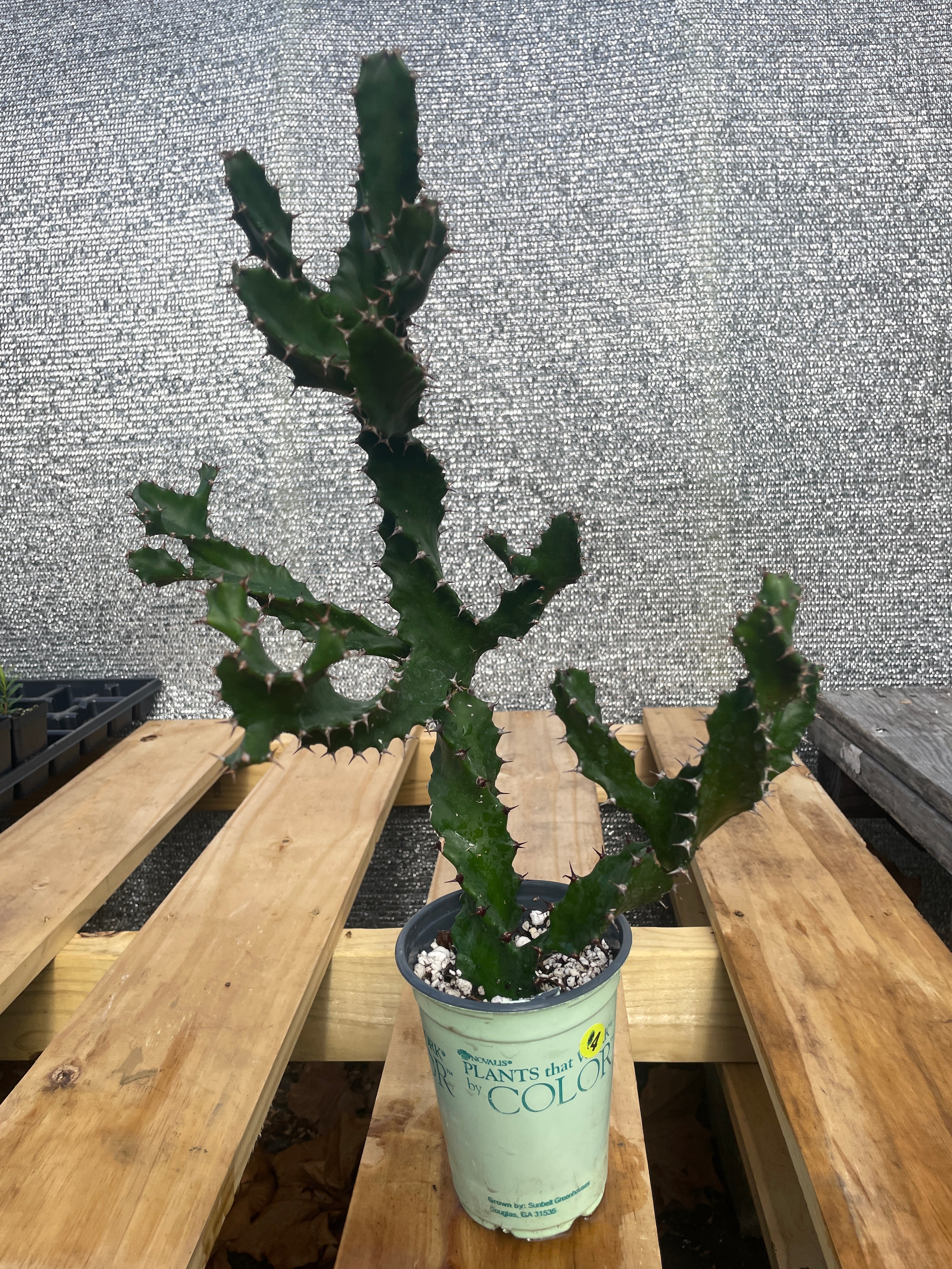 Euphorbia Tortilis - Spiral Euphorbia Super Healthy! Exact Plant (4) H ...